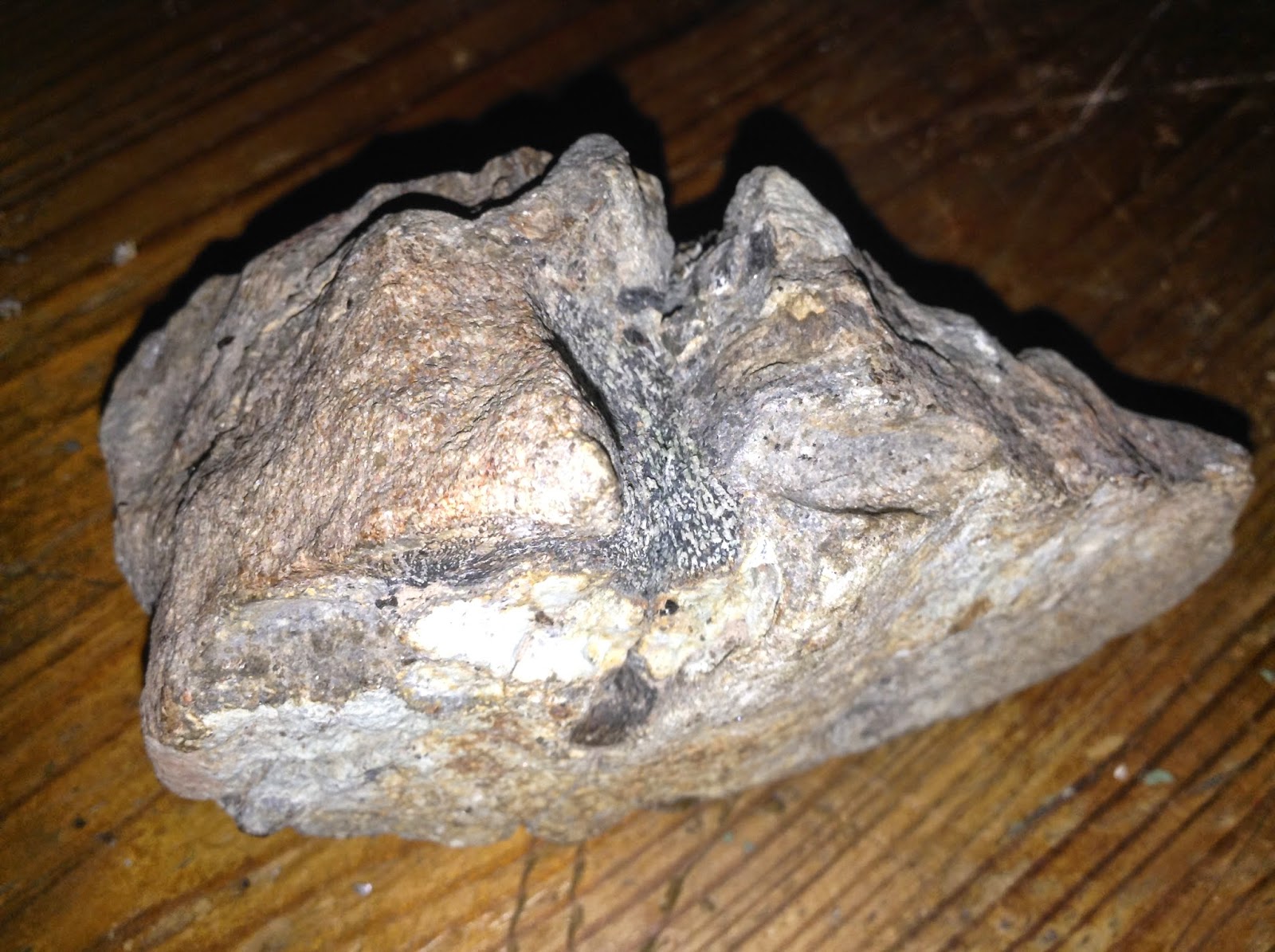 The Collector of Fossils: The Bone Bed